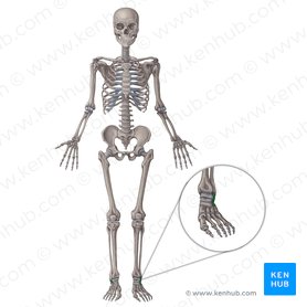 Fersenbein (Calcaneus) - Anatomie, Funktion, Fersensporn | Kenhub
