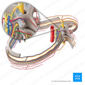 Spinalnervensegmente und segmentale Qualität - Anatomie | Kenhub