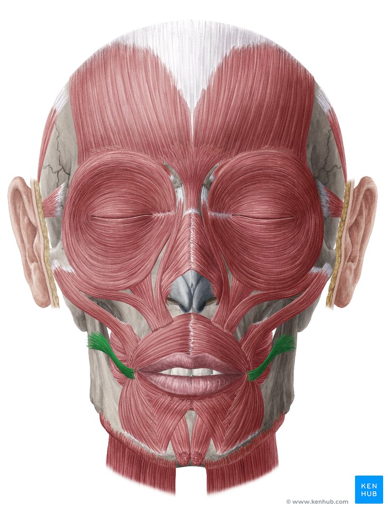 Risorius: Origin, insertion, innervation, function | Kenhub