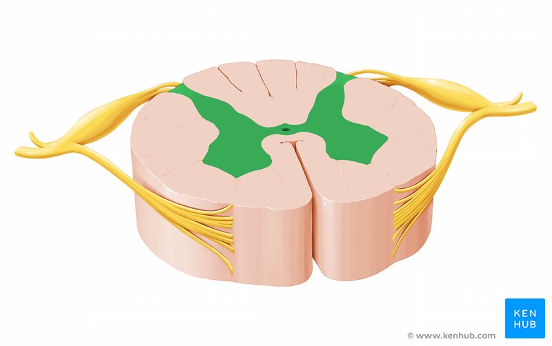 posterior horns function