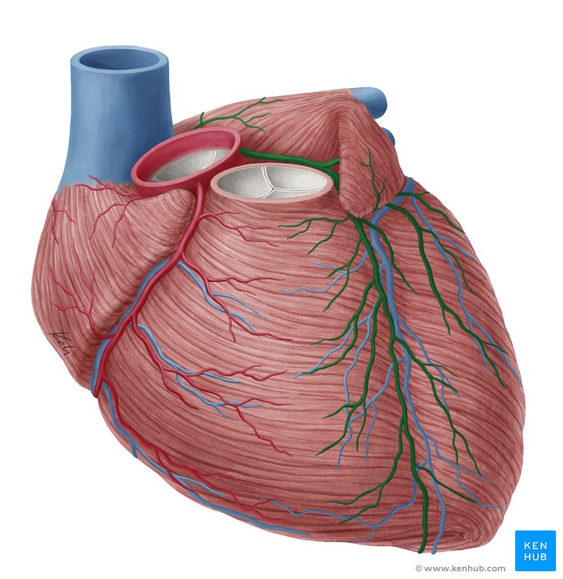 Coronary arteries and cardiac veins: Anatomy and branches | Kenhub