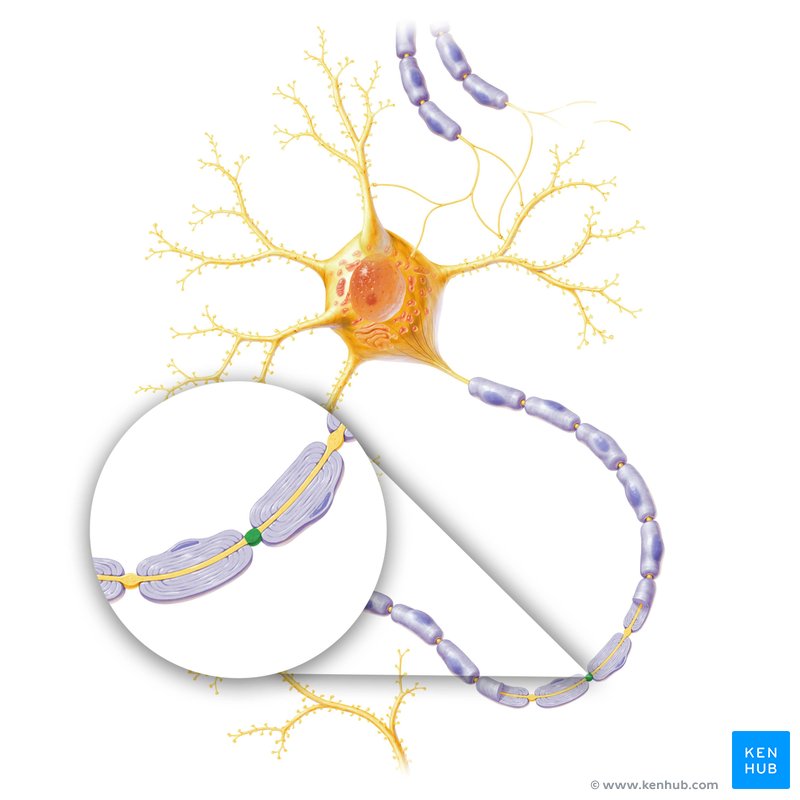 Saltatory conduction: mechanism and function | Kenhub