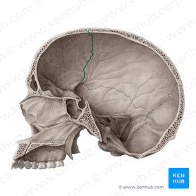 Frontal bone: Anatomy, borders and development | Kenhub