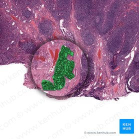Salivary glands: Overview, anatomy, clinical aspects | Kenhub