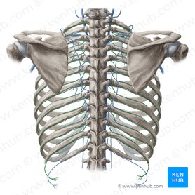 Intercostal arteries and blood supply of thoracic wall | Kenhub