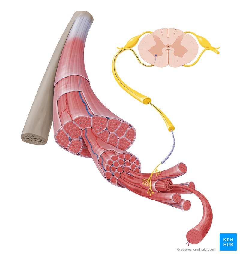 Fisiología humana: Fisiología general de los sistemas | Kenhub