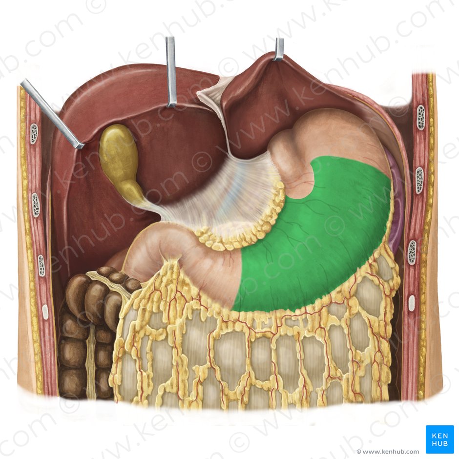 Abdome e pelve - anatomia, localização e função | Kenhub