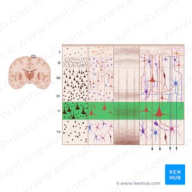 Cerebral cortex cytoarchitecture and layers | Kenhub
