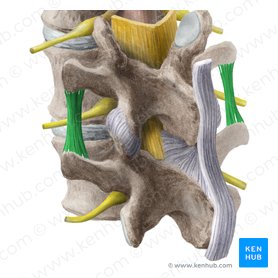 Intervertebral joint: Bones, ligaments, movements | Kenhub