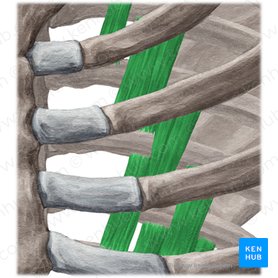Subcostal muscles: Origin, insertion, innervation, action | Kenhub