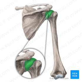 Schultergelenk - Anatomie, Aufbau, Muskeln und Funktion | Kenhub