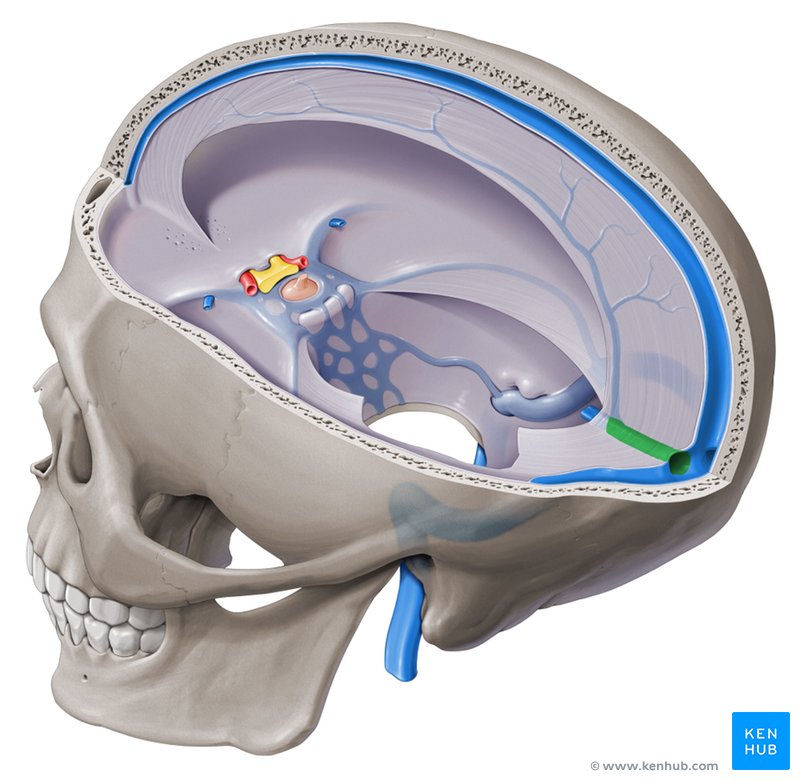 Straight sinus: Anatomy and clinical notes | Kenhub