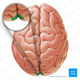 Occipital lobe: Anatomy, function and clinical relations | Kenhub