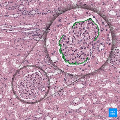 Glomerular capsule: Anatomy and function | Kenhub