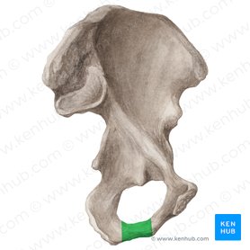 Bony pelvis: Ilium, ischium, pubis | Kenhub