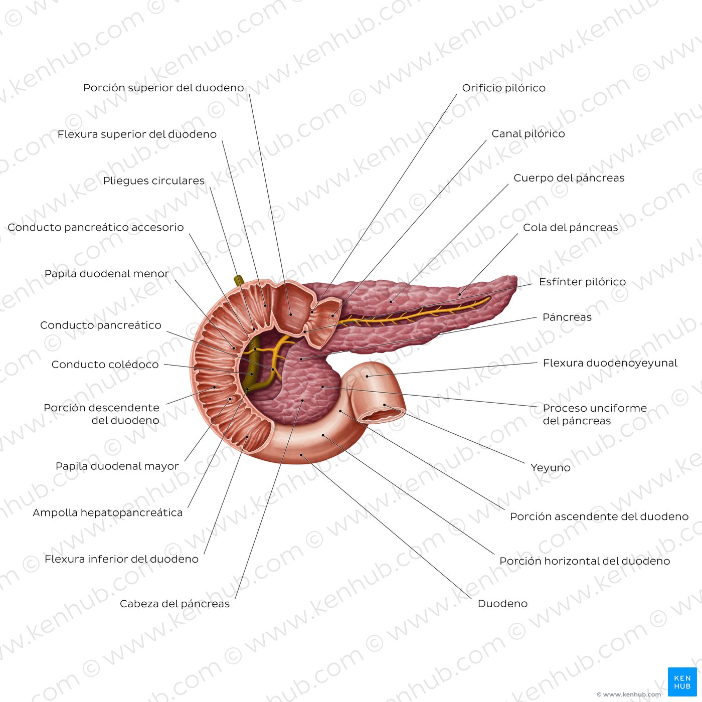 Páncreas: anatomía, funciones, irrigación, inervación | Kenhub