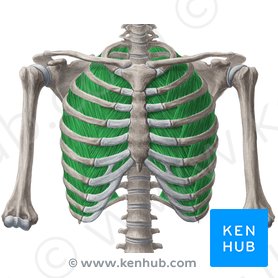 Thoracic cage: Anatomy and clinical notes | Kenhub