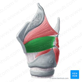 Thyroarytenoid: Origin, insertion, innervation, action | Kenhub