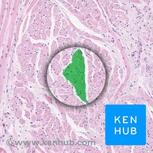 Muscle fascicle: Anatomy and function | Kenhub