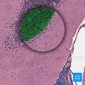 Cerebellum: histology, layers, cell types and anatomy | Kenhub