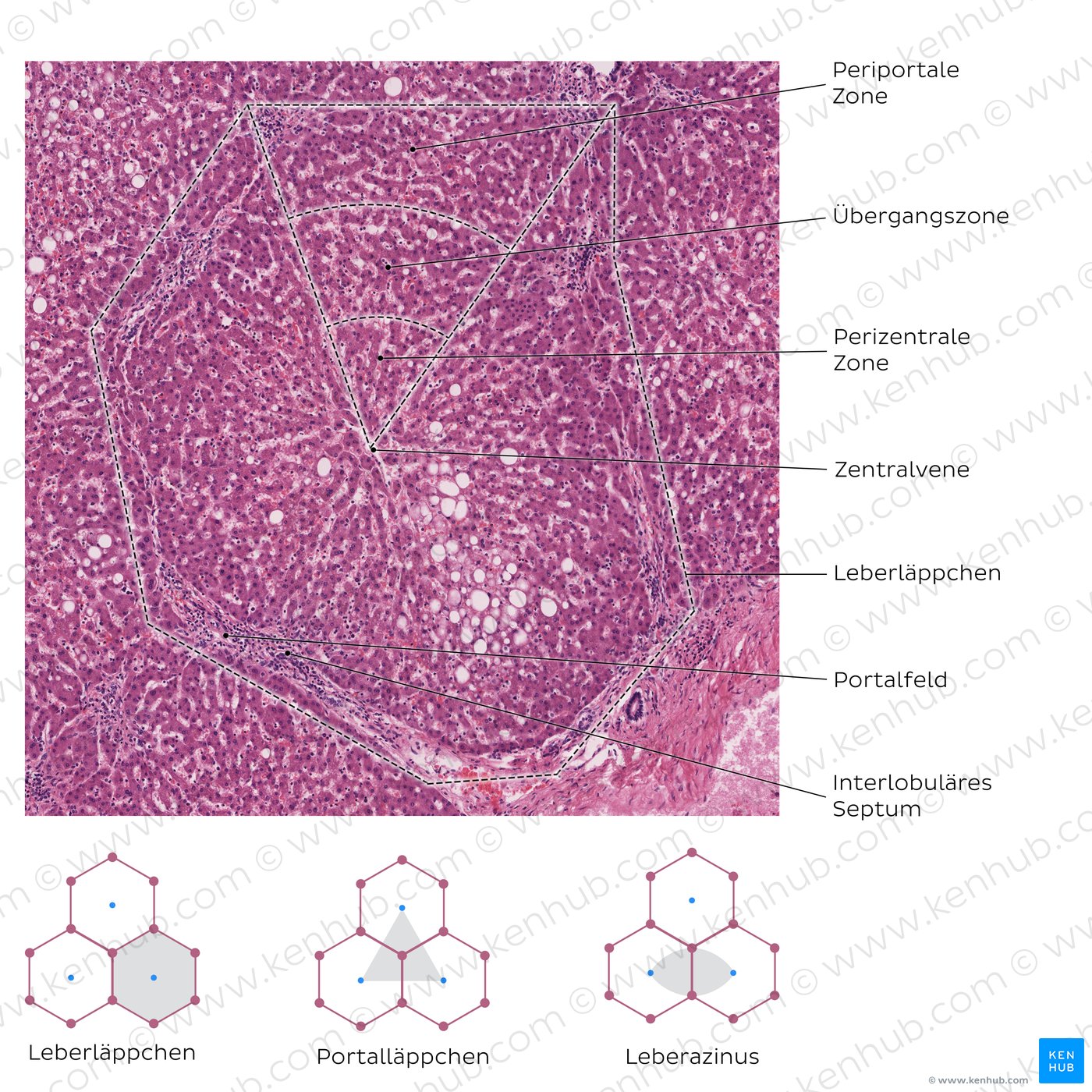 Leber (Hepar): Anatomie, Aufbau, Lage, Funktion | Kenhub