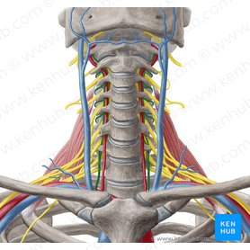 Vertebral vein: Course, tributaries, drainage area | Kenhub