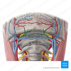 Glandula sublingualis (Unterzungenspeicheldrüse) | Kenhub