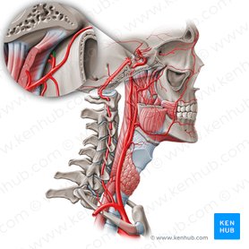 Maxillary artery: Branches and anatomy | Kenhub