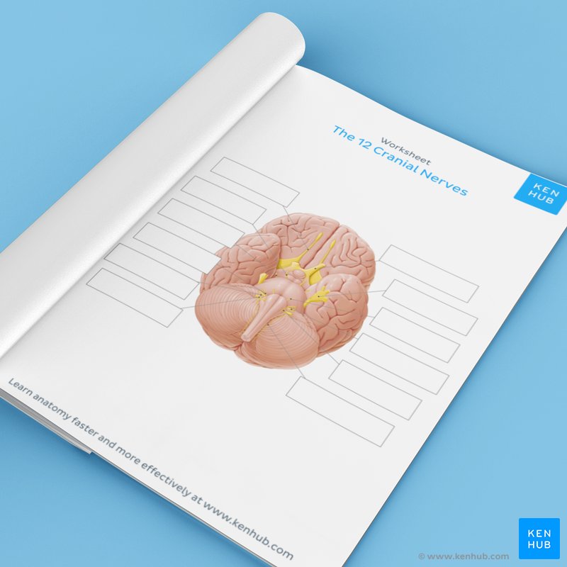 Cranial nerves quizzes and labeling exercises | Kenhub
