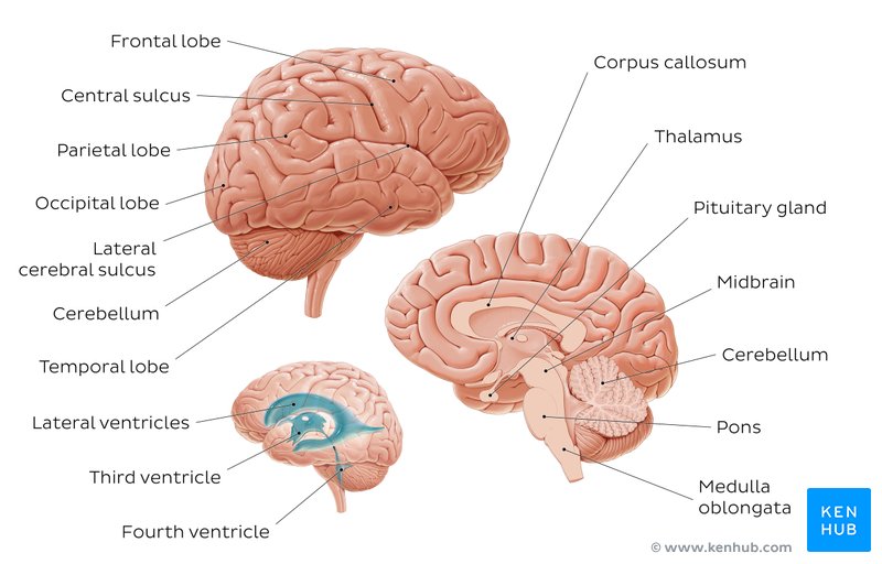 Labeling Parts Of The Brain At Sascantaloupeblog Blog