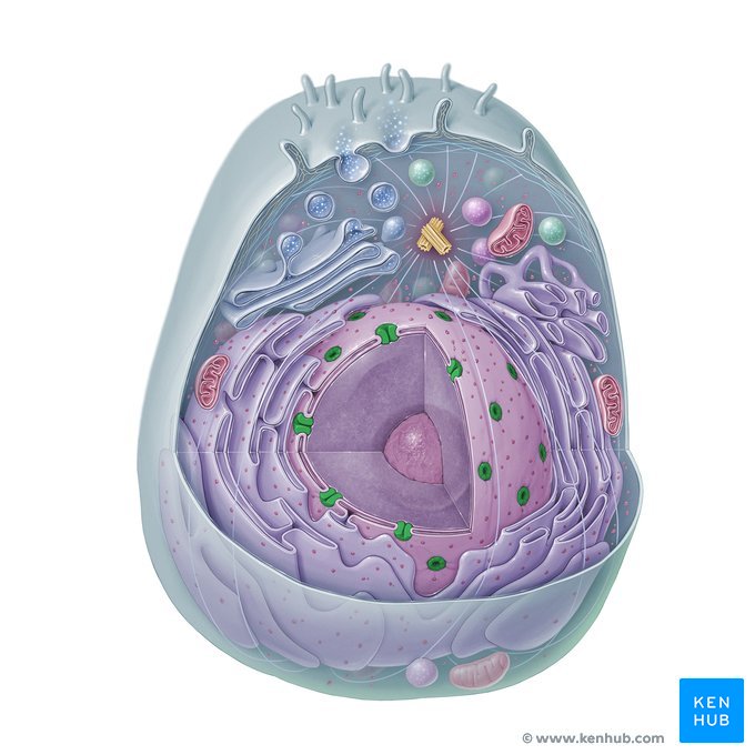 Nuclear pore: Structure and function | Kenhub