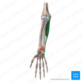 Flexor carpi ulnaris: Origin,insertion,innervation,action | Kenhub