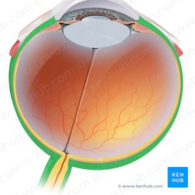 Sclera: anatomy and function | Kenhub