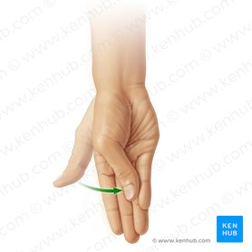 Anatomy of grip: "How we hold different objects"? | Kenhub