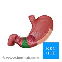 Pyloric antrum: Location and function | Kenhub