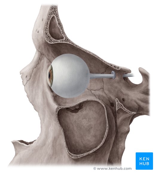 Optic nerve (CN II): Anatomy, pathway and histology | Kenhub
