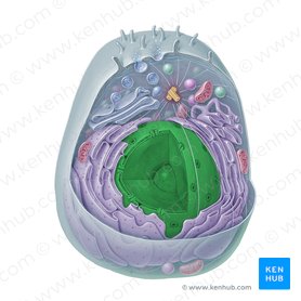 Cellular organelles and their functions | Kenhub