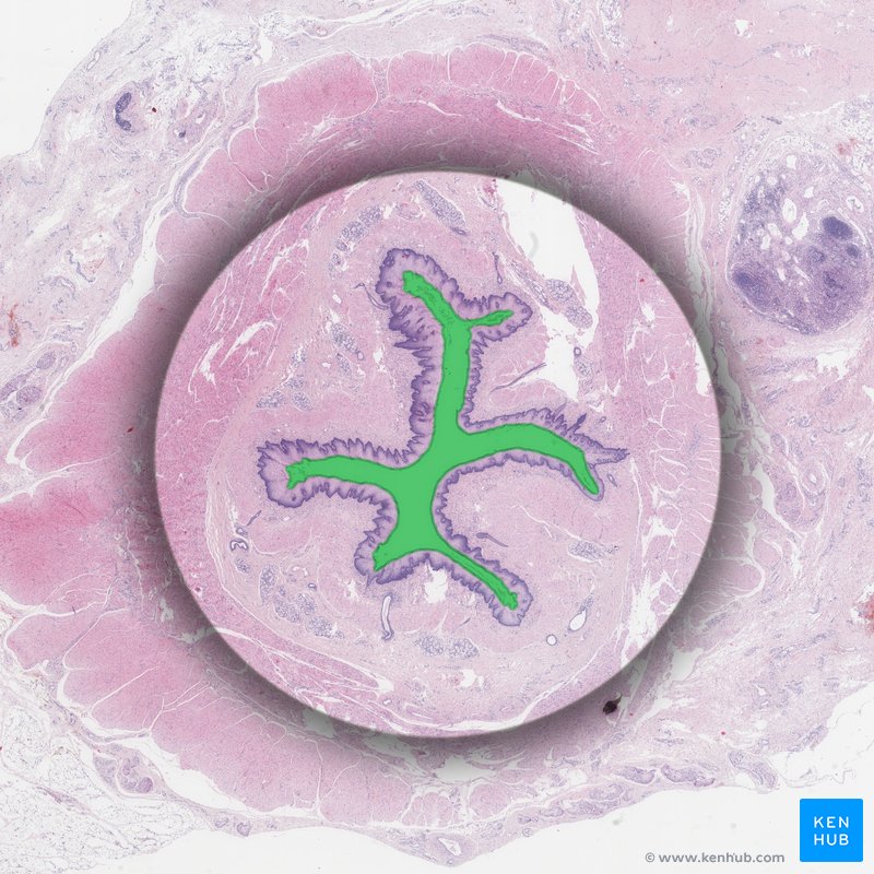 Lumen: terminology and anatomy | Kenhub