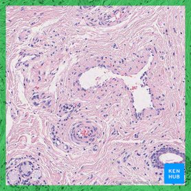 Bindegewebe - Definition, Arten und Aufbau | Kenhub