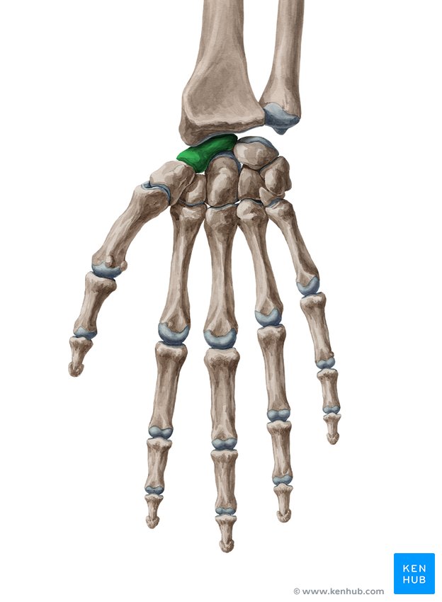 Os scaphoideum (Kahnbein) - Anatomie und Klinik | Kenhub