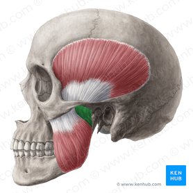 Masseter muscle: Anatomy, origin, insertion, function | Kenhub