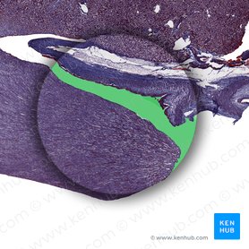 Renal pelvis: anatomy, function and connections | Kenhub