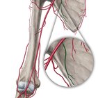 lateral thoracic artery function