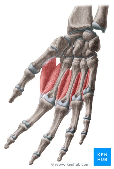 interossei muscles