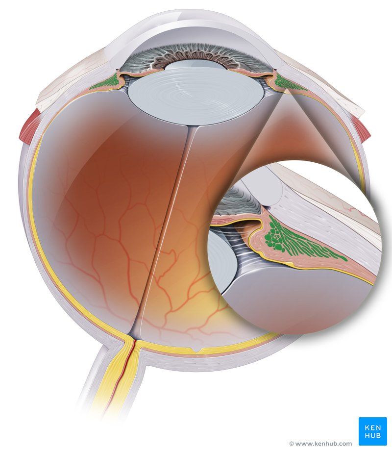 Ziliarmuskel - Aufbau, Funktion und Altersweitsichtigkeit | Kenhub