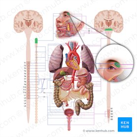Lacrimal gland: Anatomy, supply and function | Kenhub