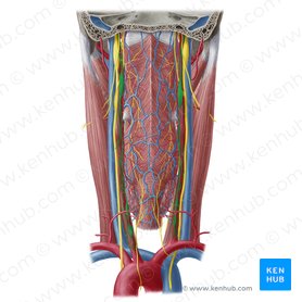 Sistema nervioso simpático: Definición, anatomía, función | Kenhub