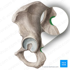 Hip bone - ilium, ischium and pubis | Kenhub