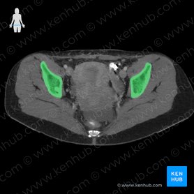 Ilium: anatomy and function | Kenhub