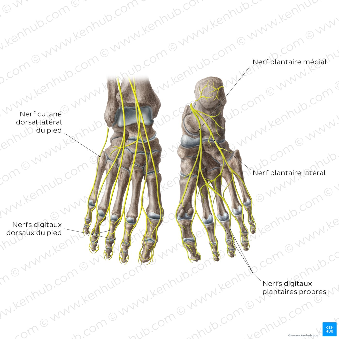 Pied et cheville: Os, articulations, muscles | Kenhub